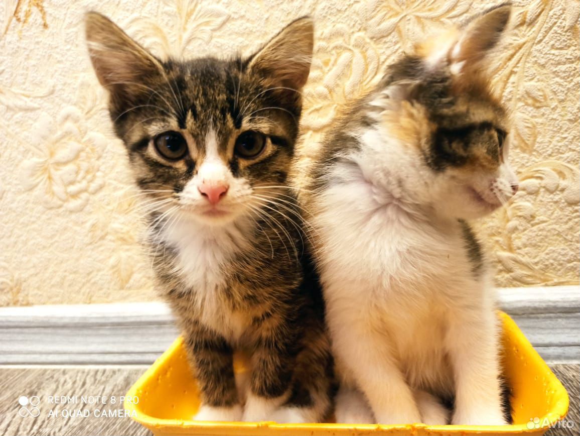 Котенок