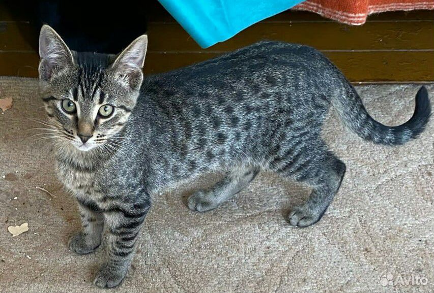 Котомальчик в точечку в добрые ручки