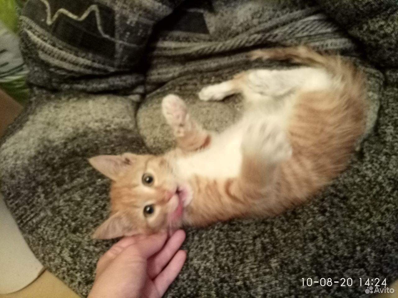 Кошка, котёнок