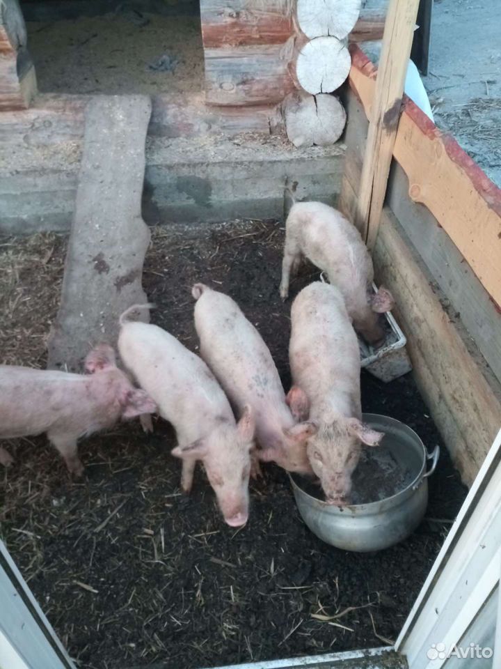 Поросятки 2,5месяца