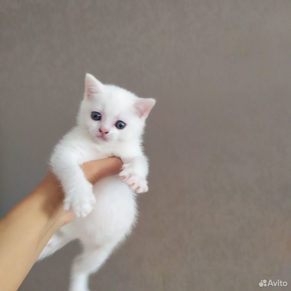Шотландский чистокровных котенок скоттиш-страйт