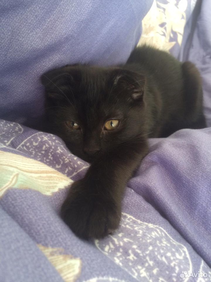 Кошка