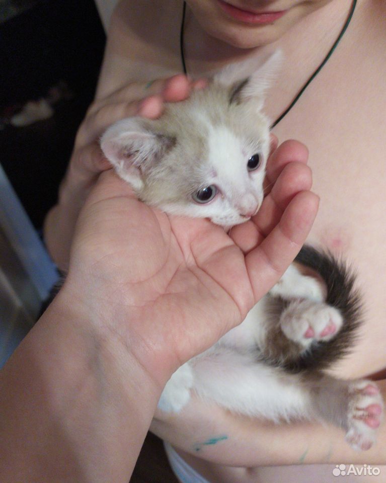 Милая кошечка помесь сиамской