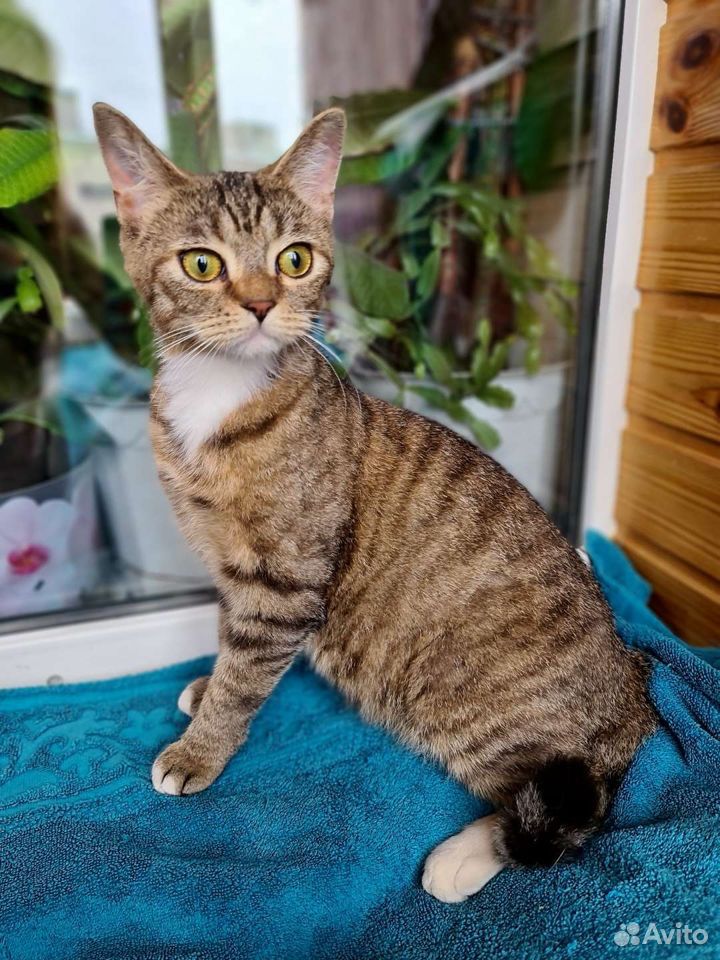 Кошка 2 года стерилизовала, метис