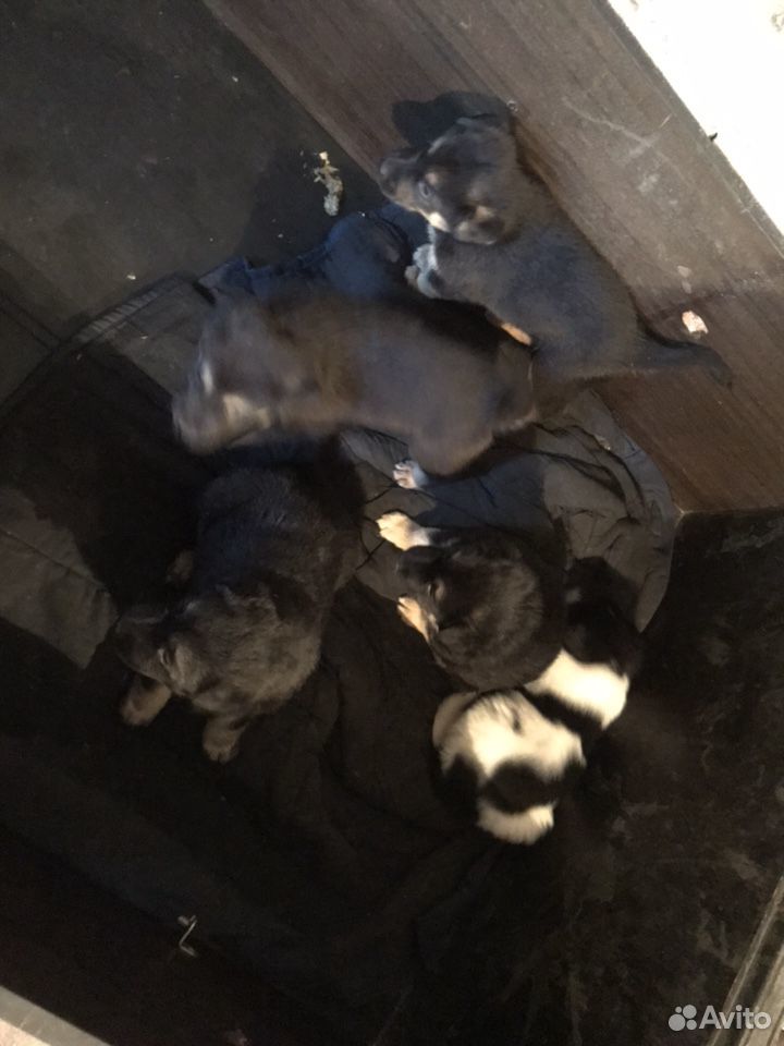 Щенки кавказцы