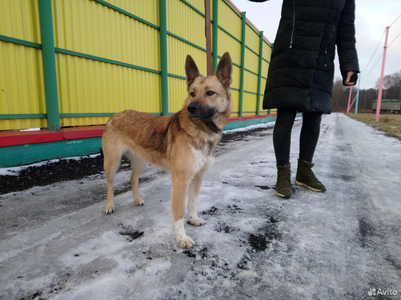 Красавица Ника в поисках дома и любящей семьи