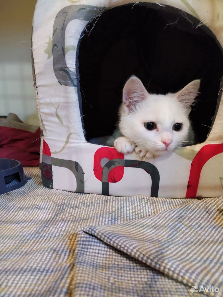 Ищет дом котенок Сахарок