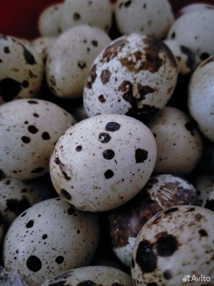 Инкубационное перепелиные яйца