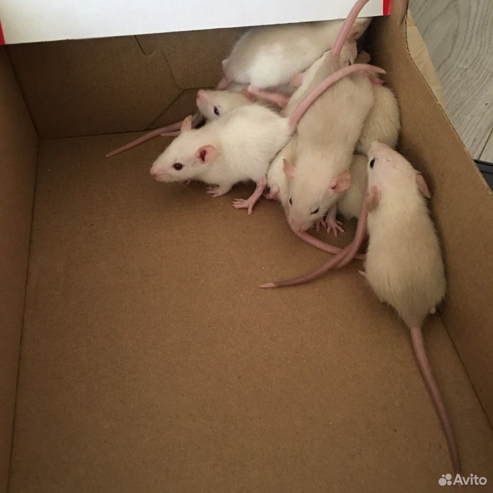 Крысята