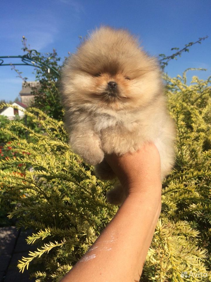 Кукольная помераночка