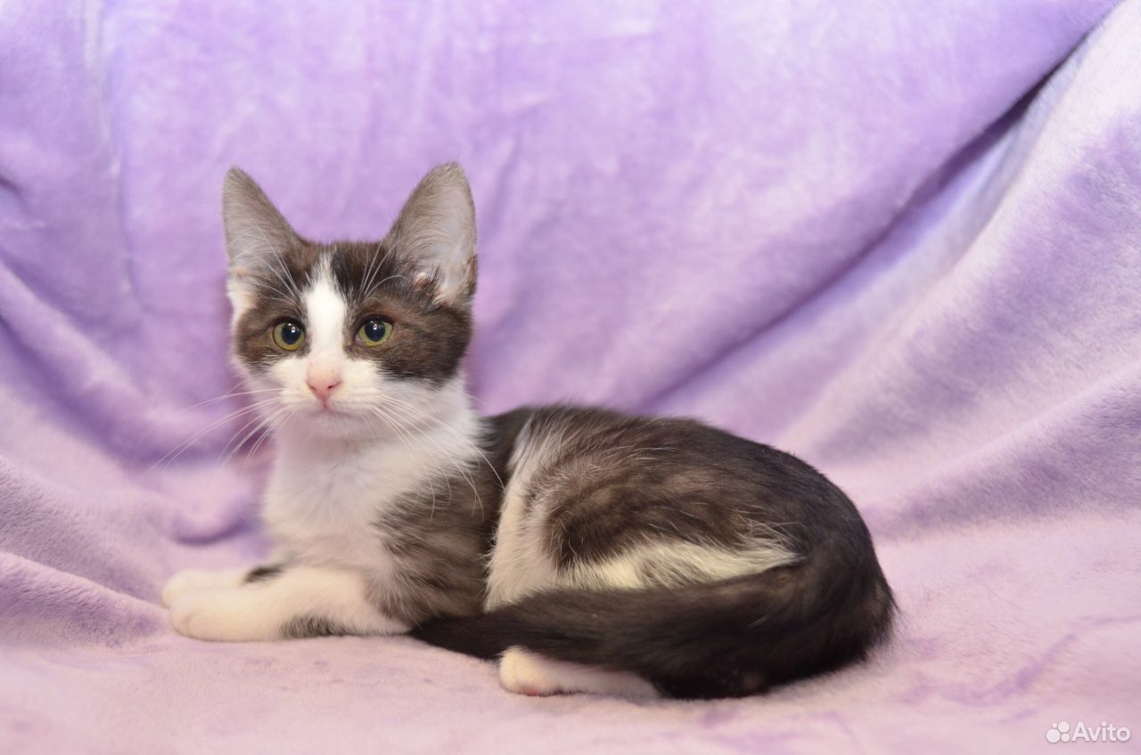 Котёнок Буся (4,5 мес.)