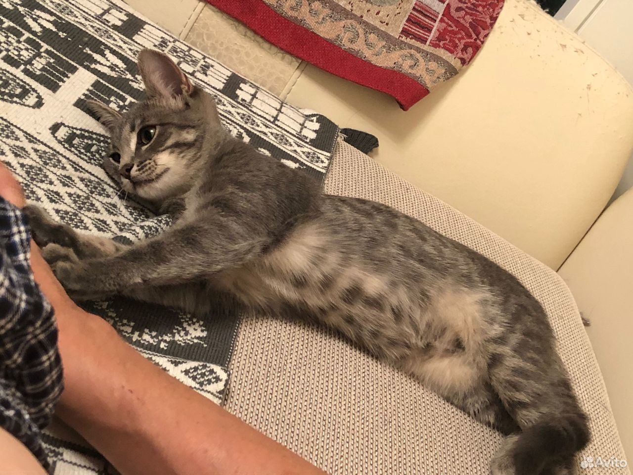 Отдам котенка красивого окраса