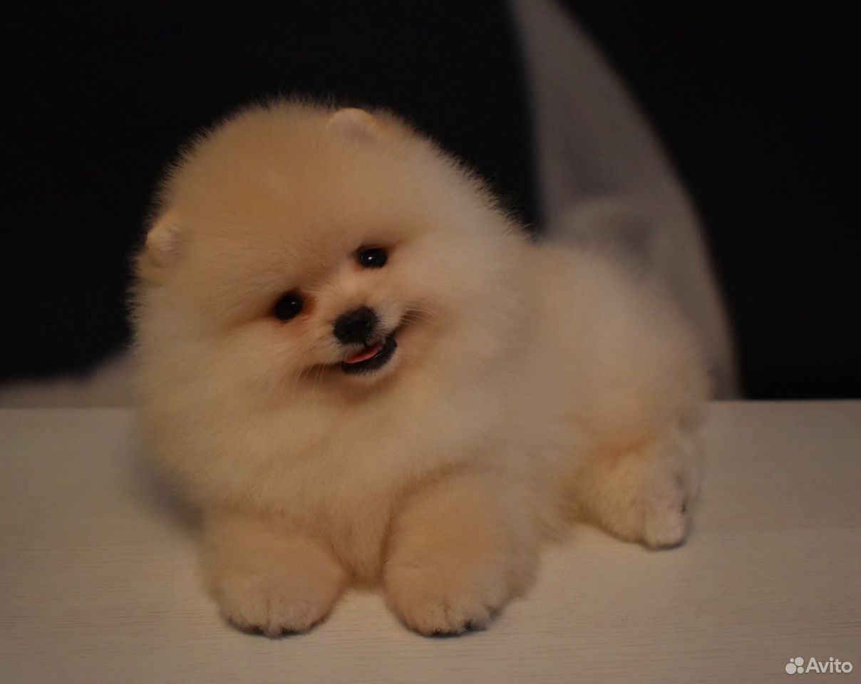 Шпицули красотули