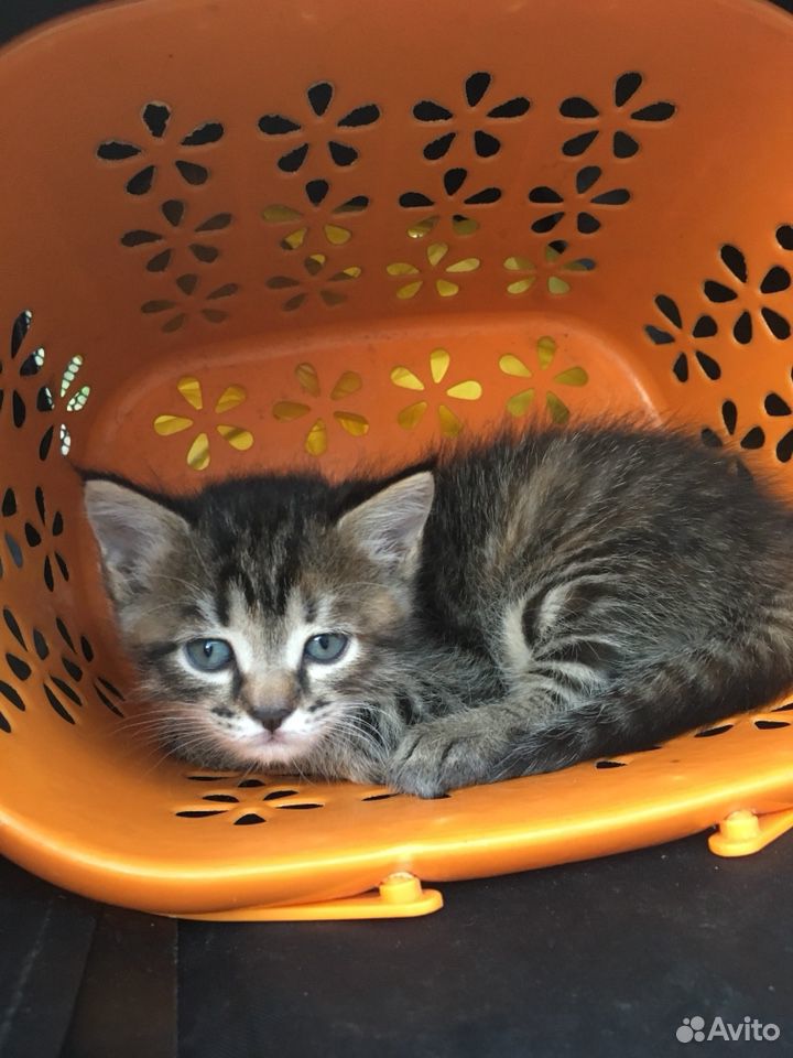 Котенок-девочка 1 мес