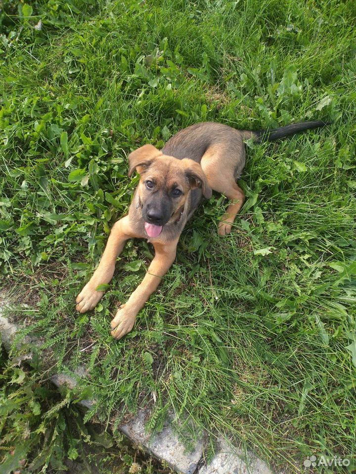 Щенок в добрые руки