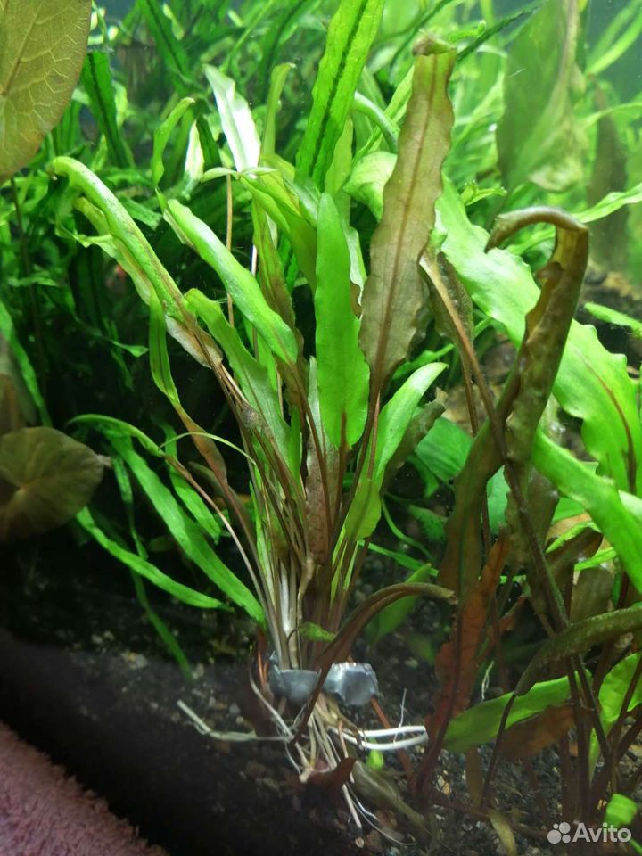 Криптокорина