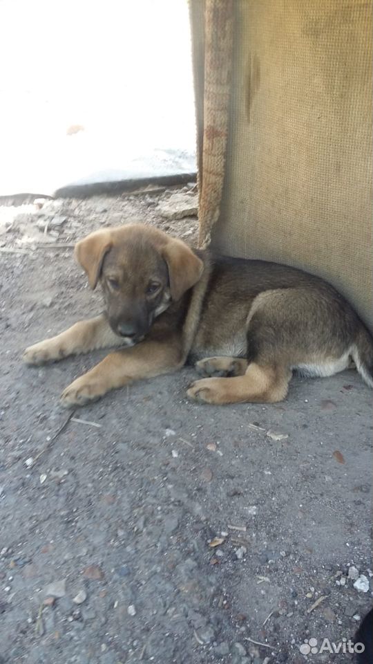 Щенки, собаки, частный дом, охрана, в дар