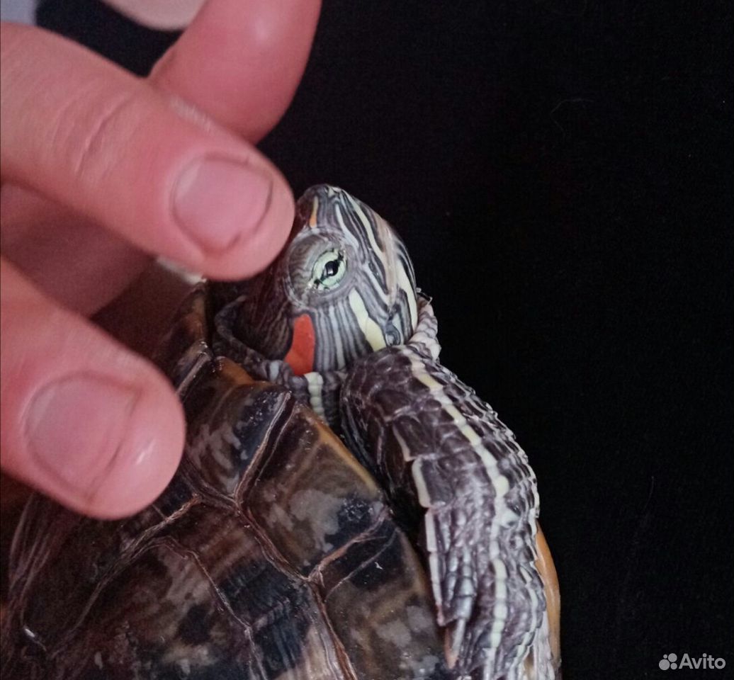 Красноухоя черепаха