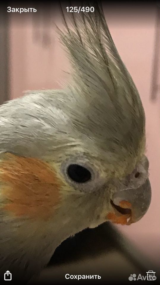 Попугай корела