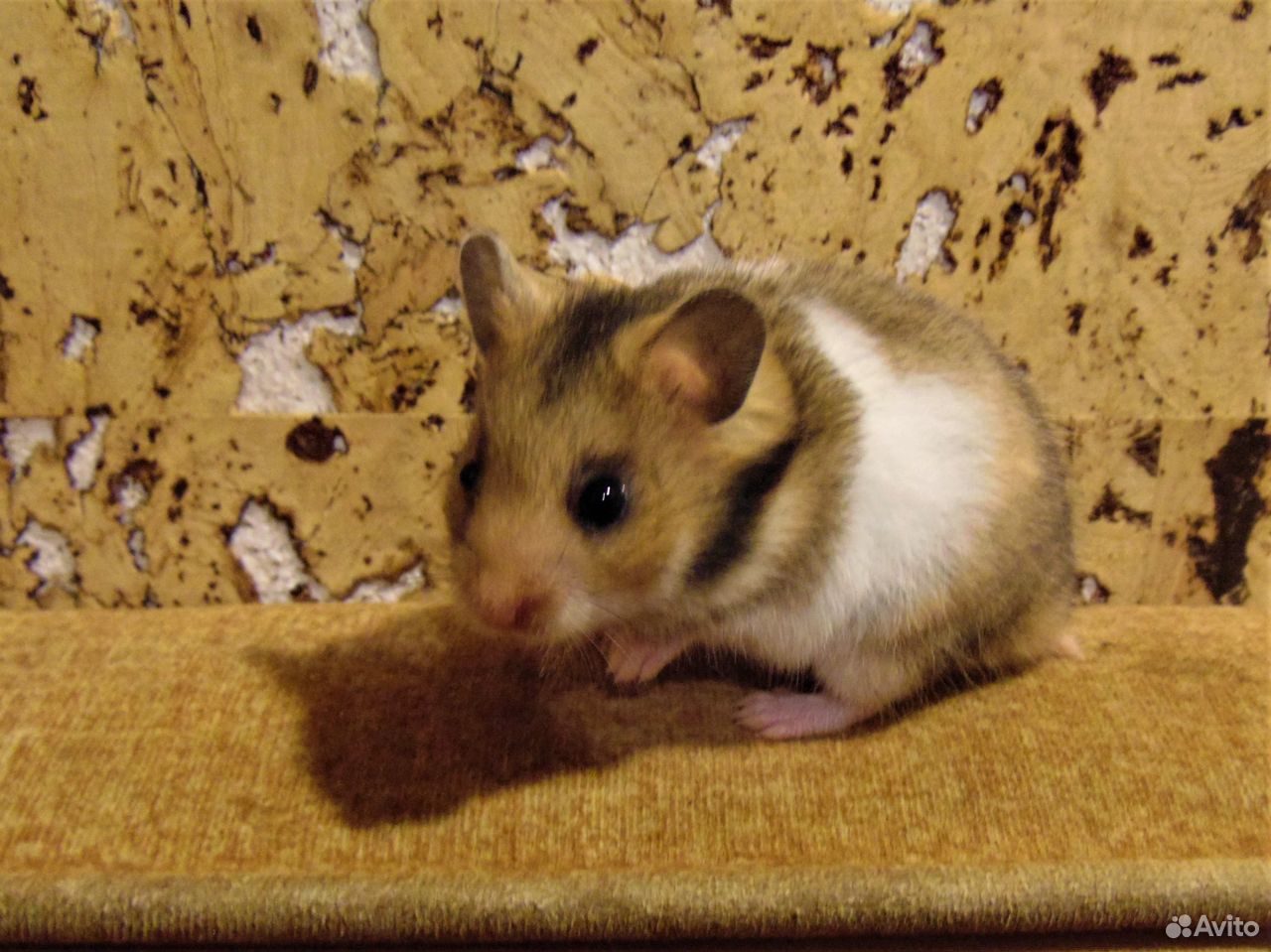 Сирийские хомяки - рыжики - очаровашки, клетки