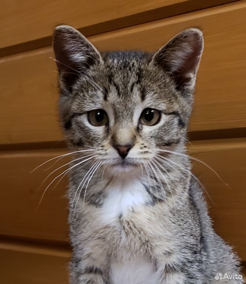 Кошечка, 3.5 месяца, в поисках семьи