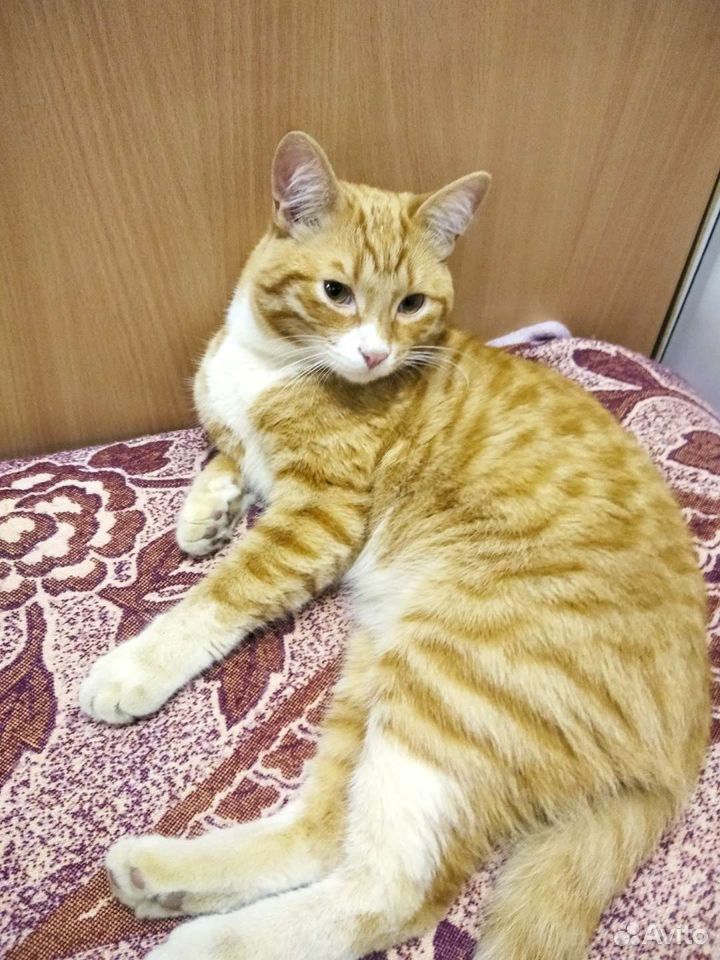Отдам бесплатно котика