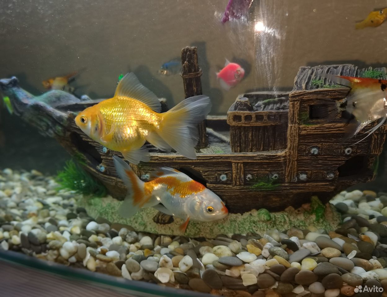 Золотая рыбка