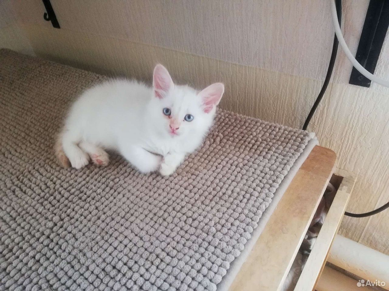Очень игривый котенок