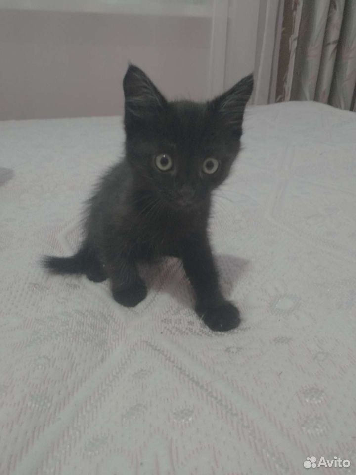 Котенок
