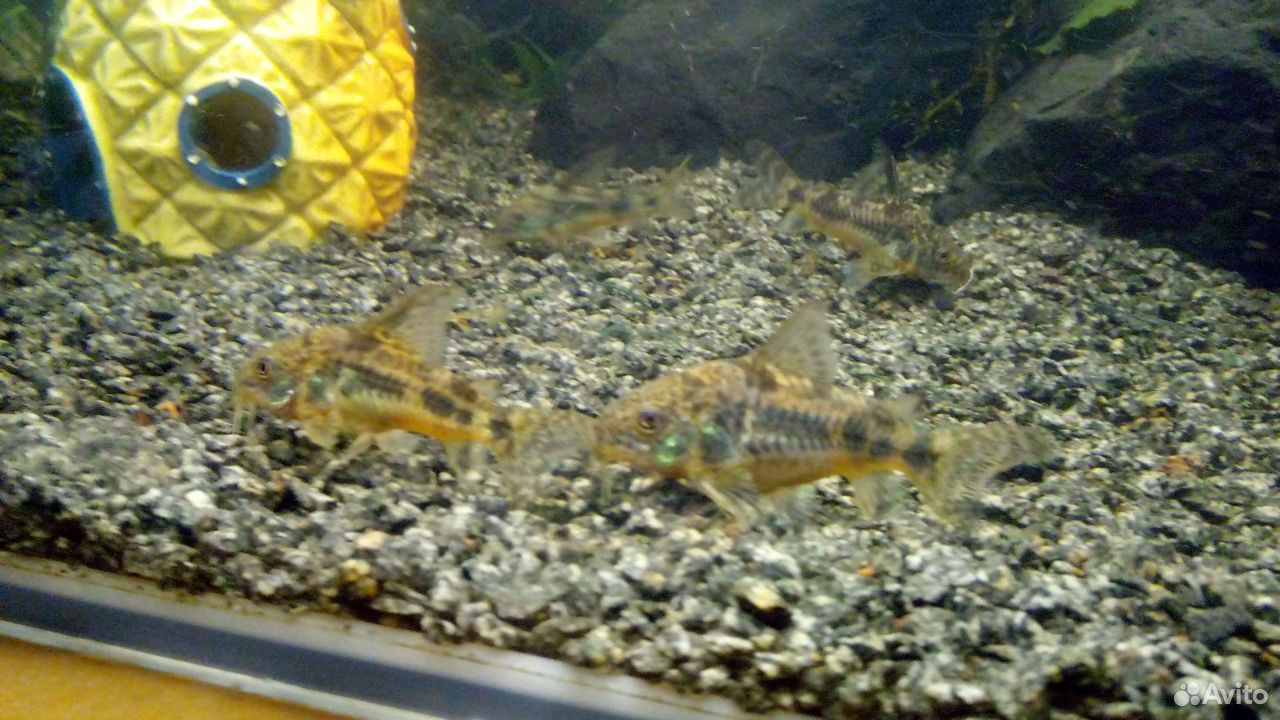 Коридорасы