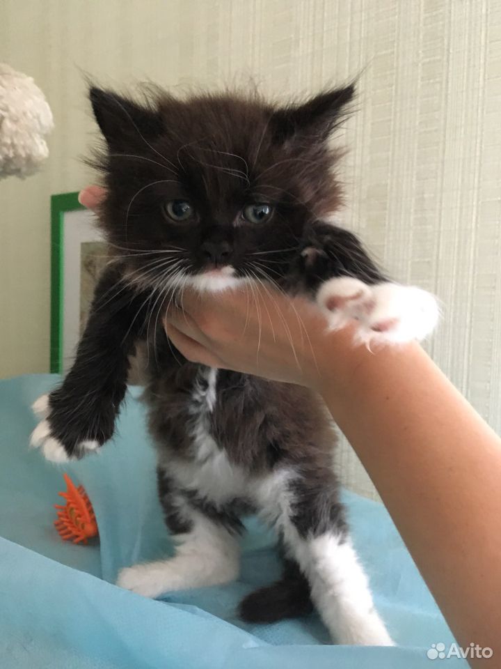 Котенок, 2мес