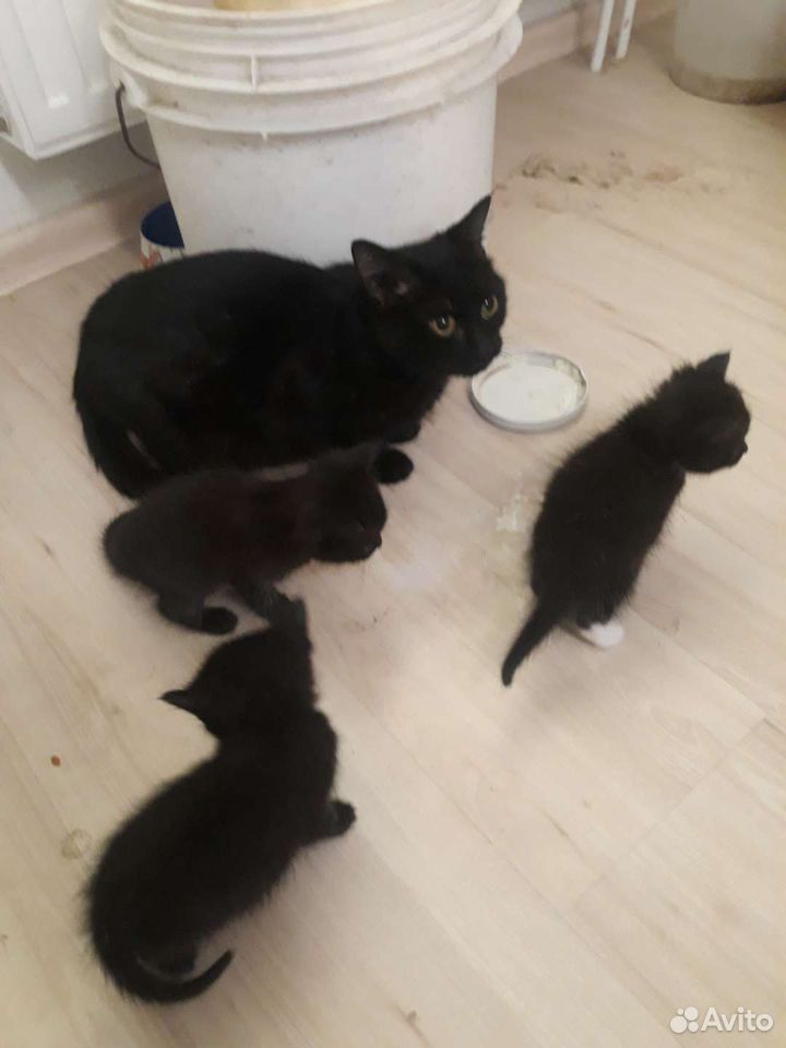 3 милых,чёрных котёнка