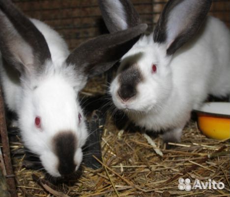 Кролики на пламя