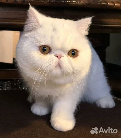Экзотическая кошка ищет жениха. Вязка
