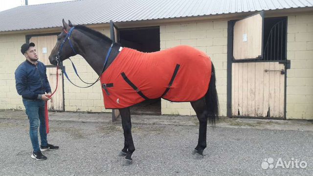 Английский чистокровный жеребец