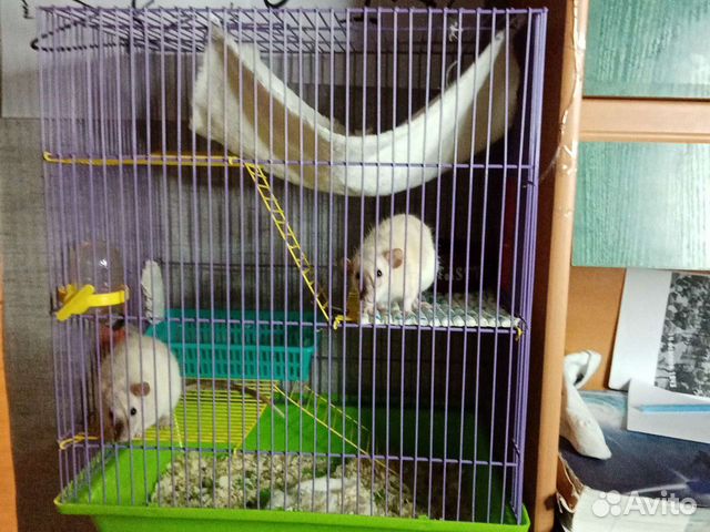 Крысы ручные