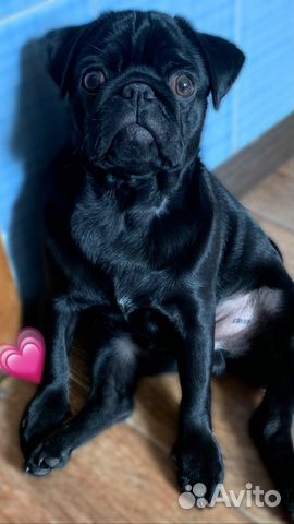 Молодой породистый мопс ищет невесту