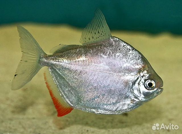 Рыба метиннис, серебренный доллар