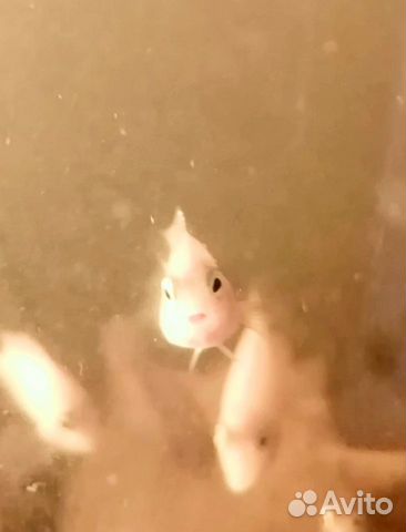 Рыбки цихлиды белые