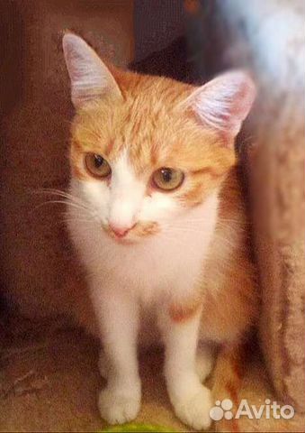 Рыженькая кошечка Сьюзи