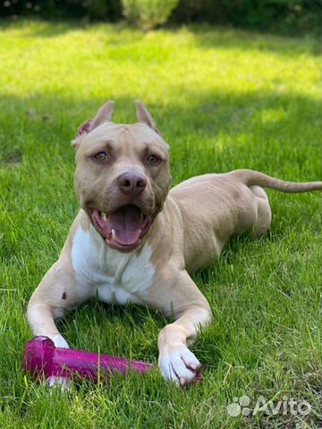 Вязка (случка) Питбуль