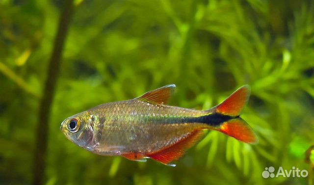 Тетра плотвичка (Тетрагоноптерус)