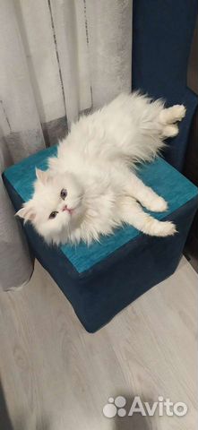 Персидская Ляля