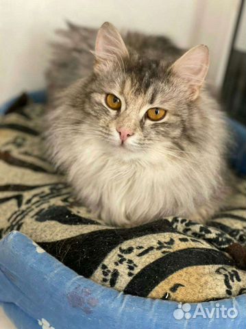 Кошка Дымка в добрые руки