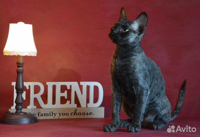 Кудрявый малыш Eliot чёрный чёртик