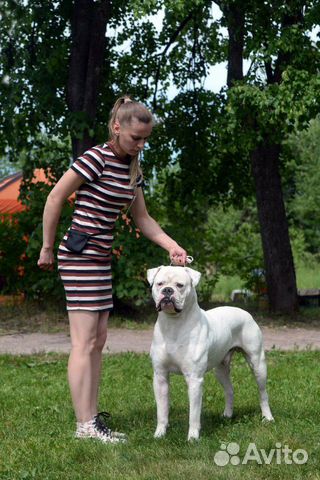 Кобель для вязки, Амбуль, американский бульдог