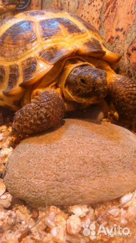 Черепаха,степная