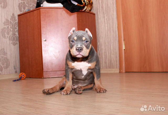 Американский булли покет