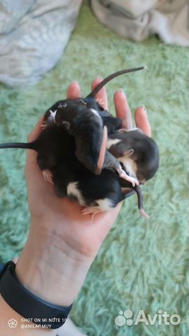 Крысята