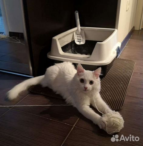 Белоснежный котенок в добрые руки